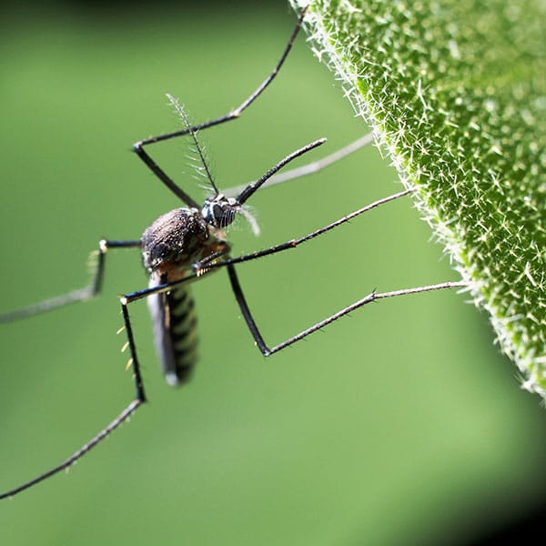 Control y eliminación de plagas de mosquitos | Control plagas valladolid